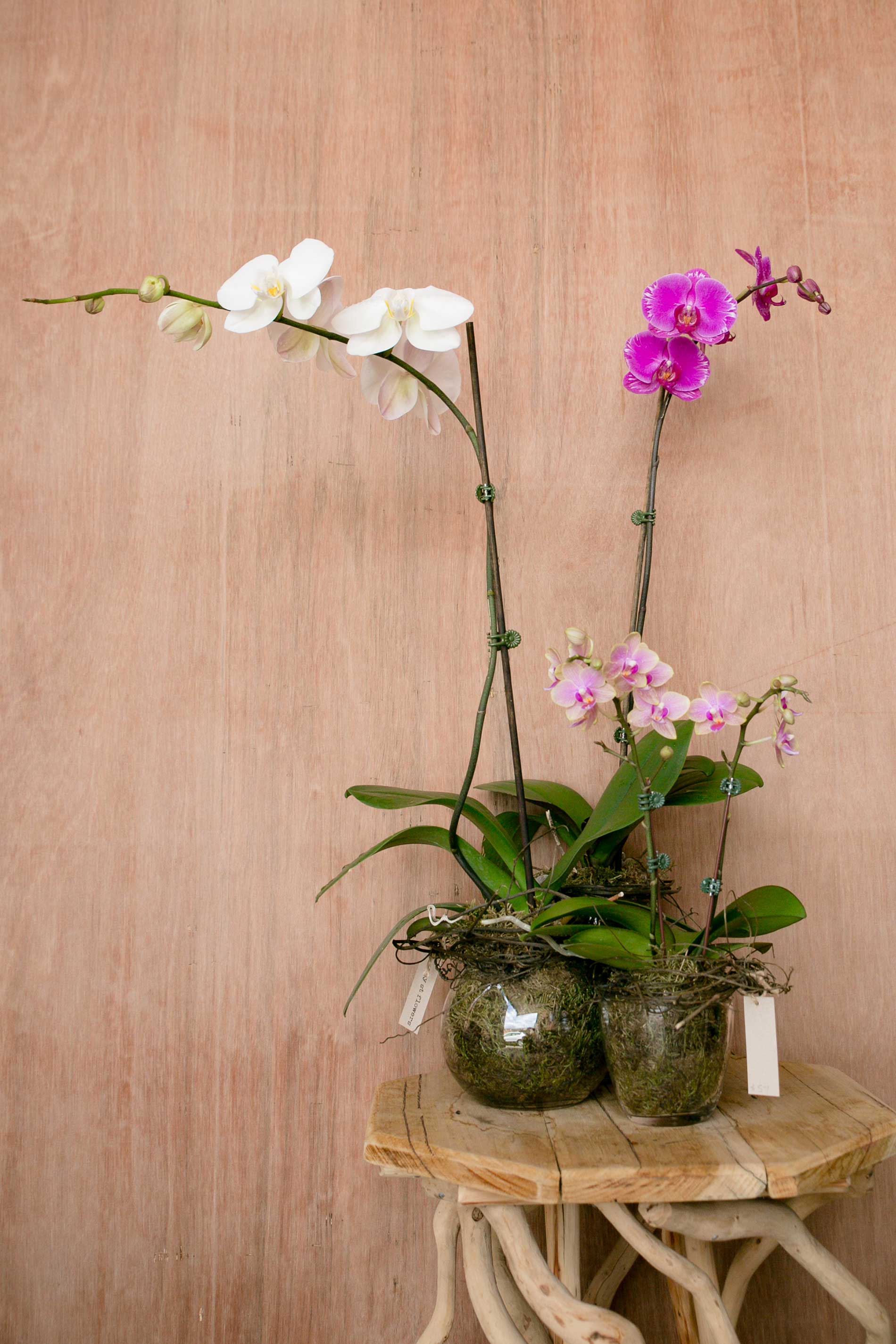 phalenopsis orchid plants – Gray Street Flowers